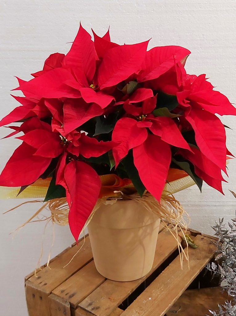 FLOR DE PASCUA EN TERRACOTA - Floristería en madrid | Flores Arguelles ...